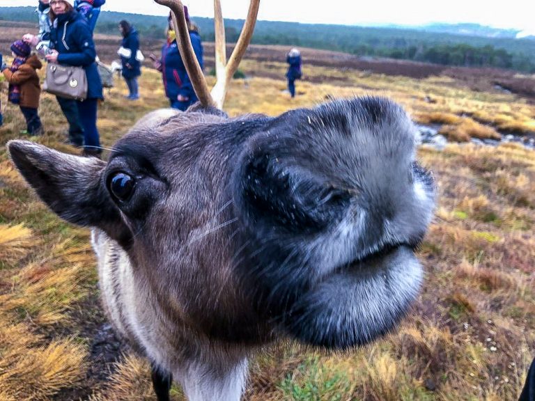 Visiting the Cairngorm Reindeer Herd – Scotland With Kids
