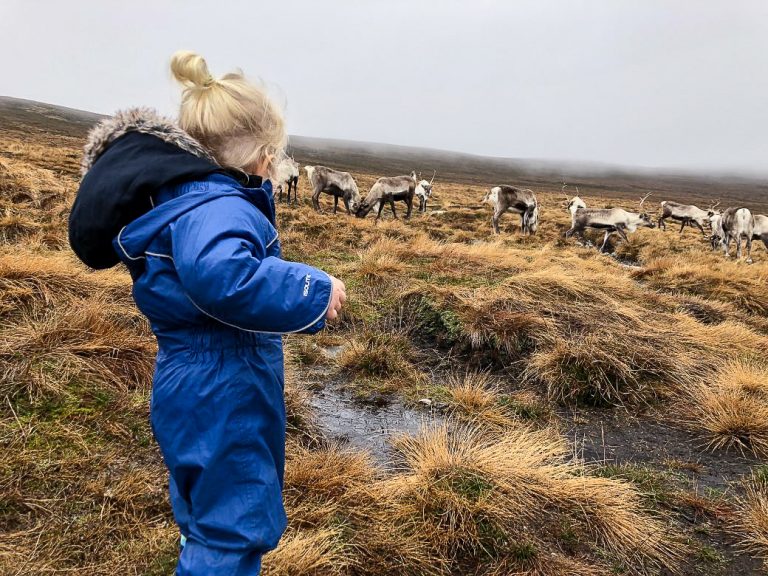 Landmark Forest Adventure Park – Scotland With Kids