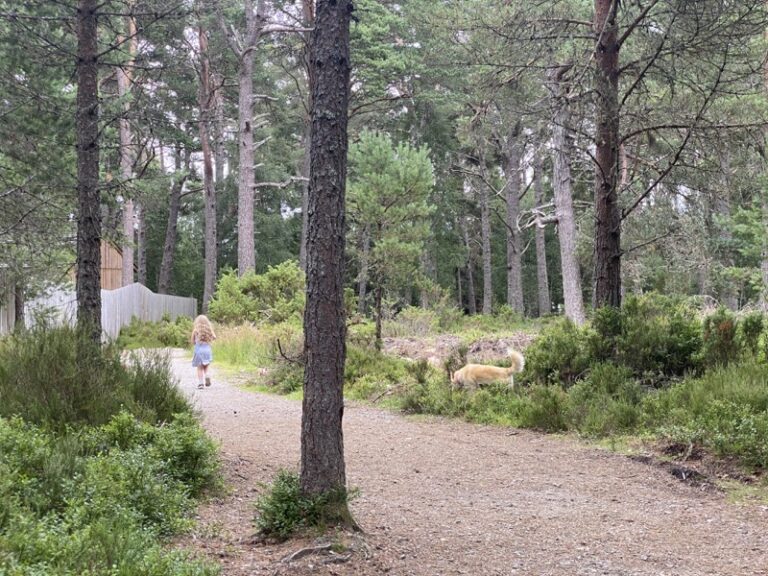 Landmark Forest Adventure Park – Scotland With Kids